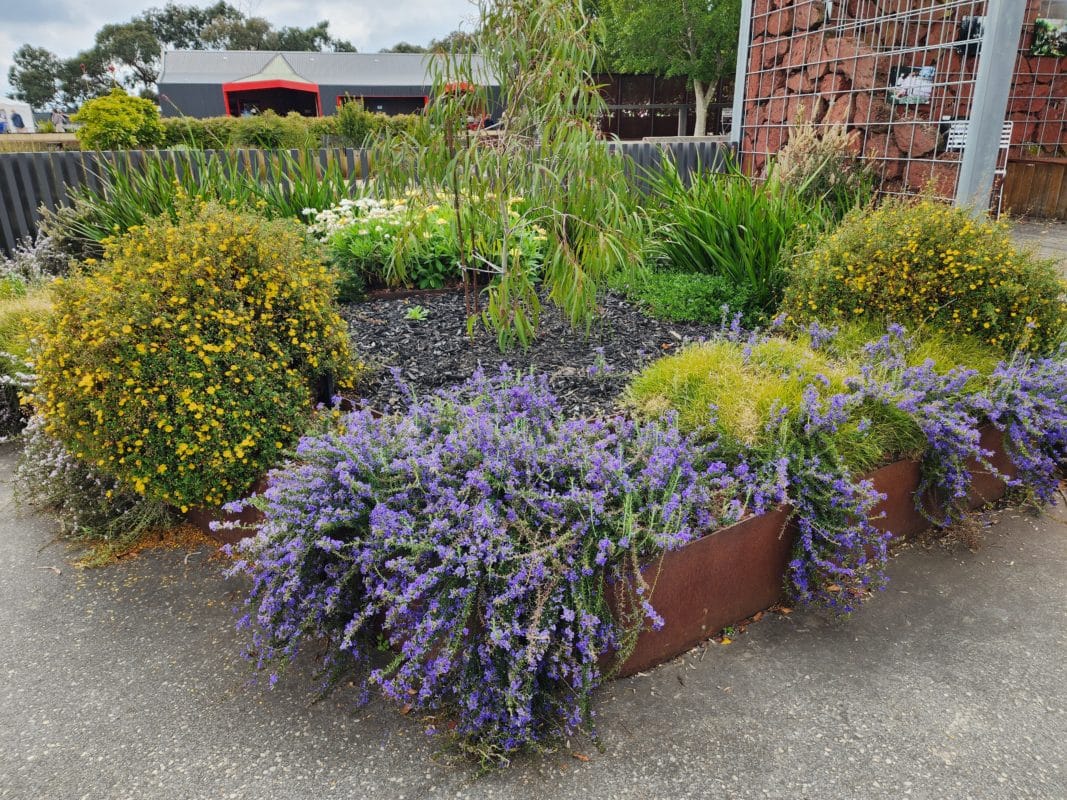 Seeking inspiration for an Australian native garden for your mid ...