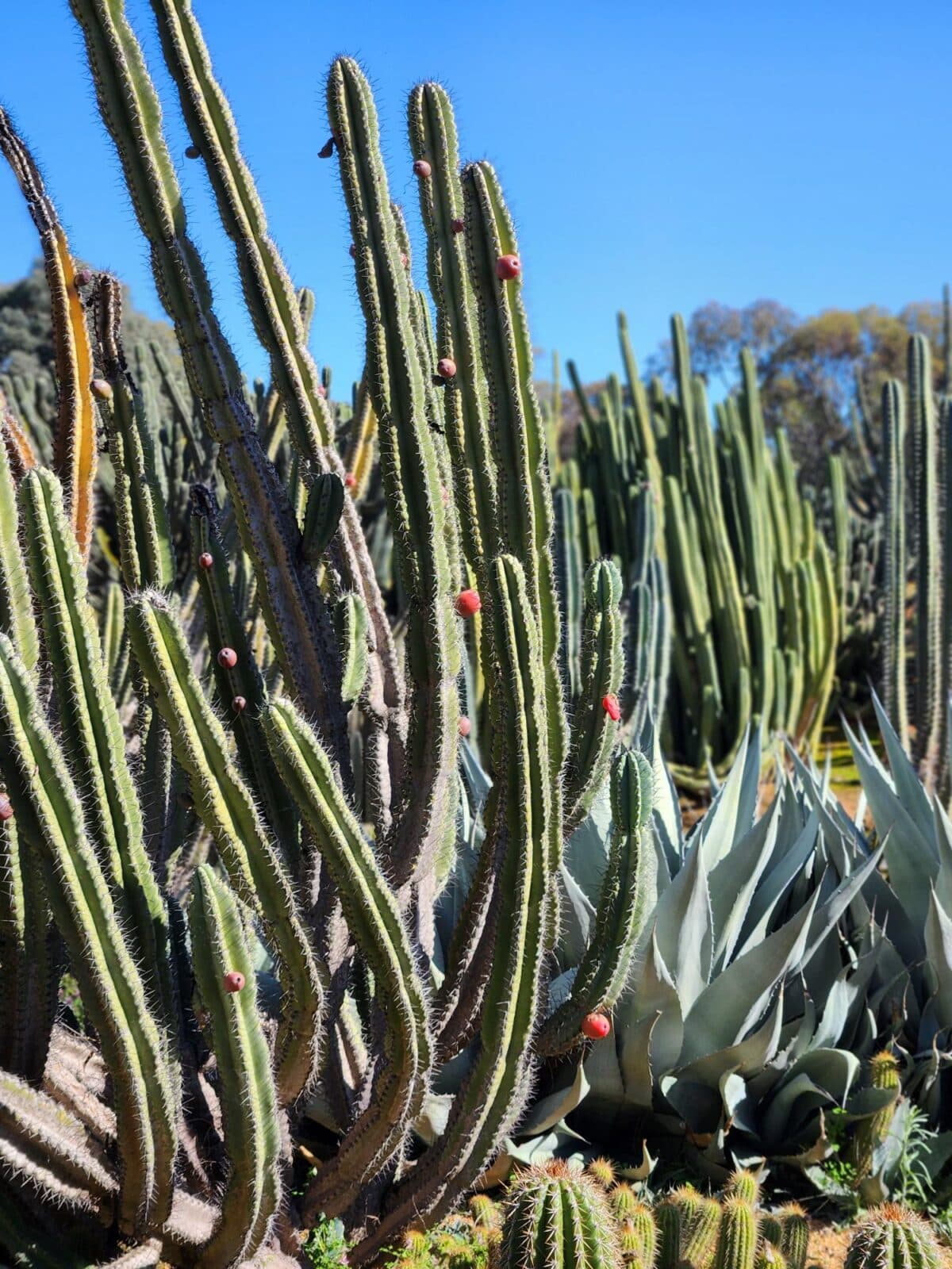 Where can I see Palm Springs style, cacti garden inspiration without ...