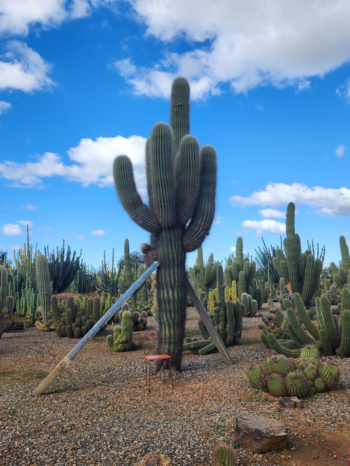 Where can I see Palm Springs style, cacti garden inspiration without ...