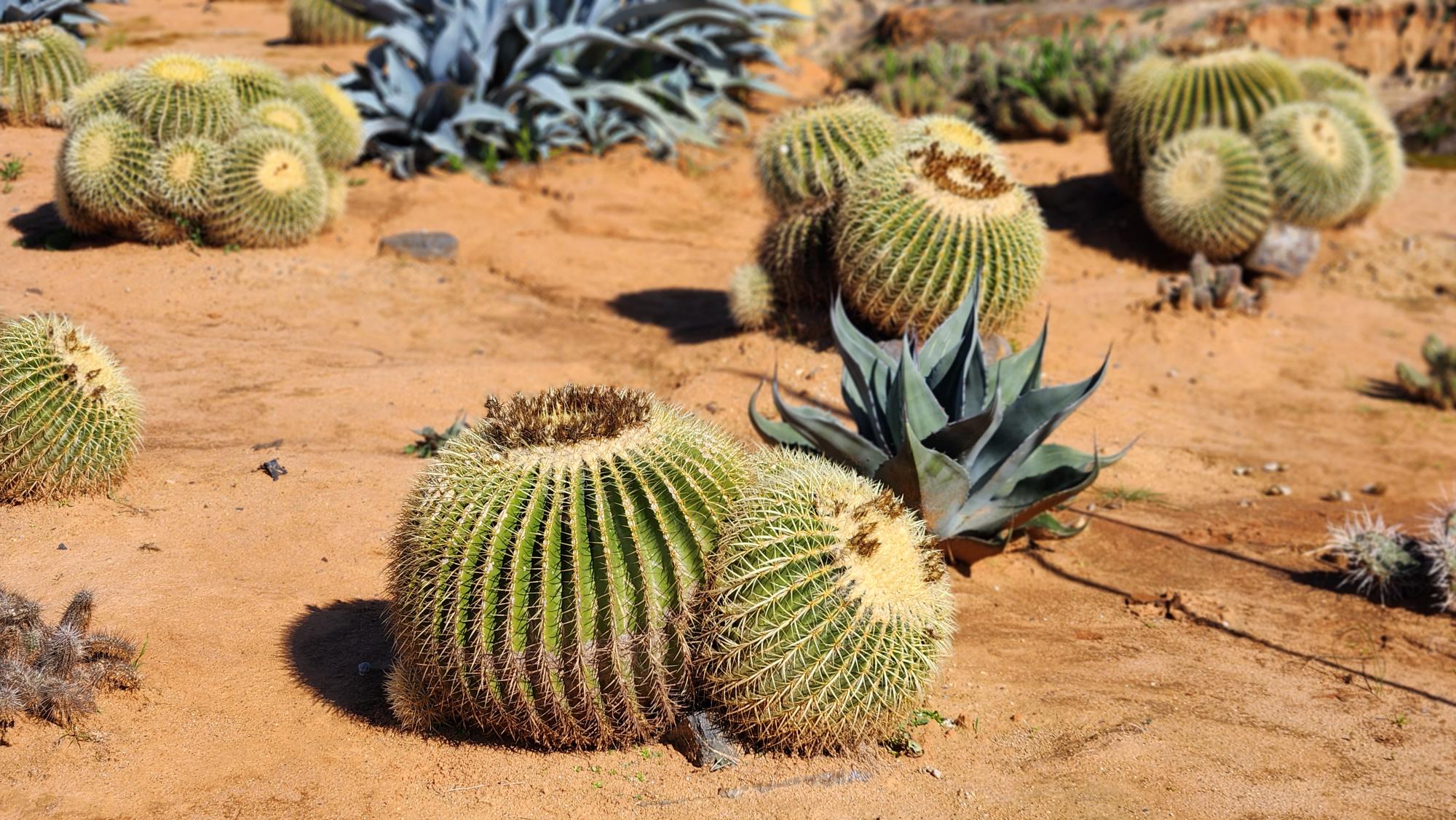 Where can I see Palm Springs style, cacti garden inspiration without ...